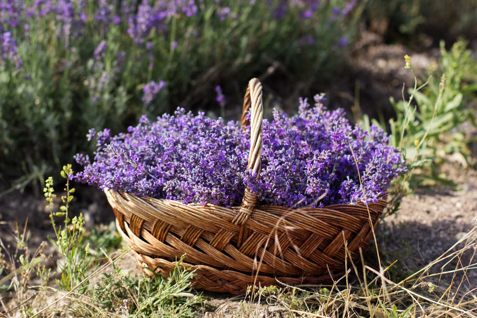 Aprende a cultivar lavanda | Trucos y Consejos
